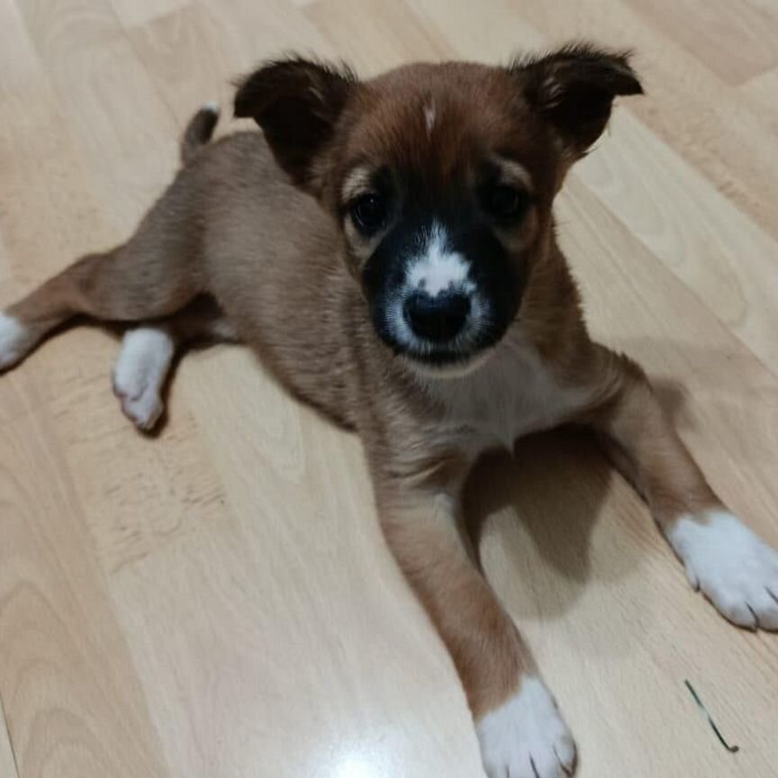 Щенок в добрые руки