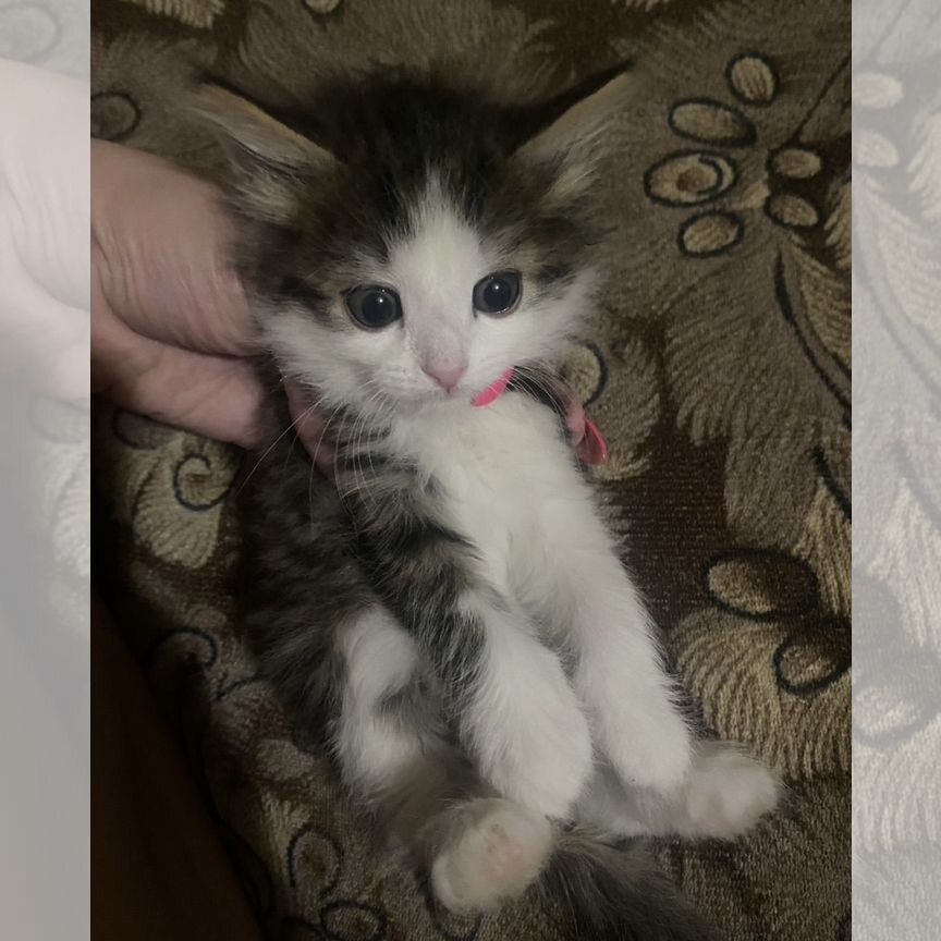 Котёнок в добрые руки