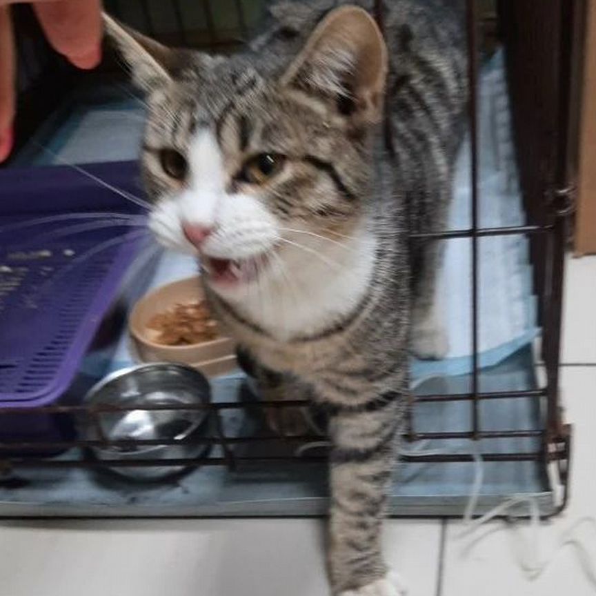 Котёнок в добрые руки