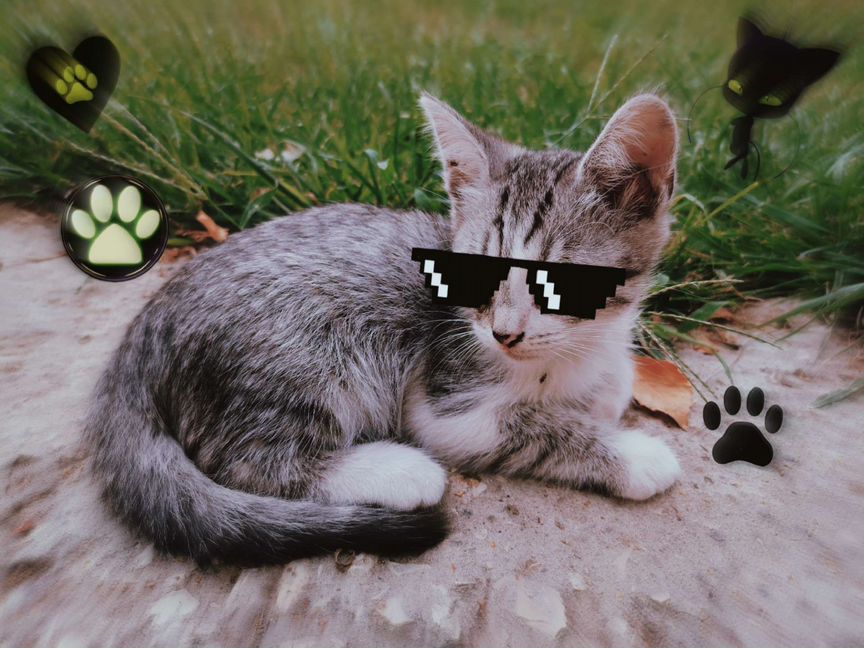 Супер котята в добрые руки