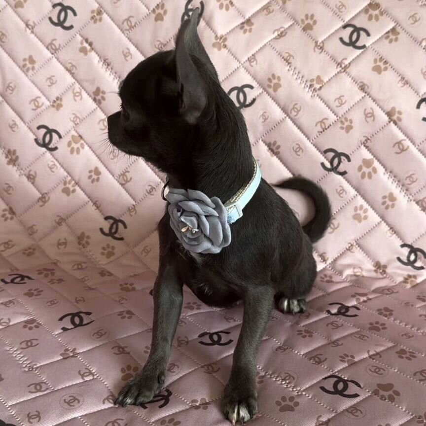 Девочка чихуахуа 10 мес РКФ