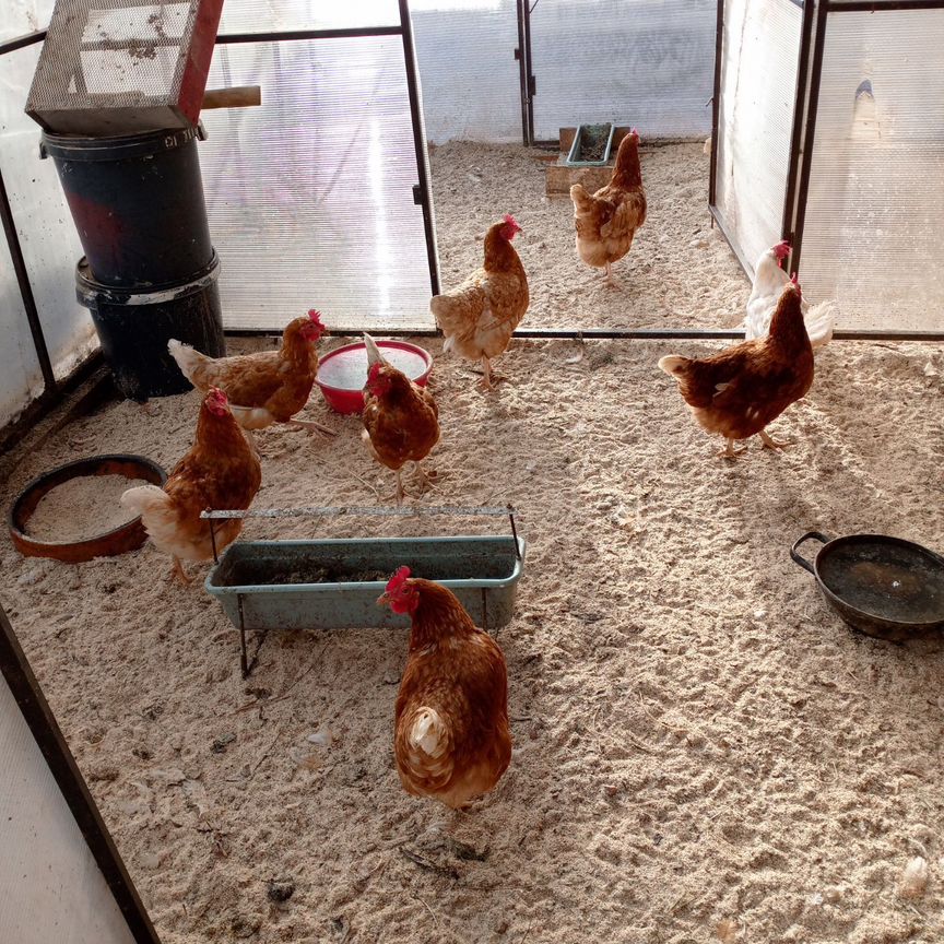 Куры молодки несушки