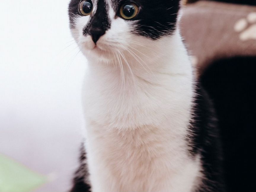 Котик в добрые руки
