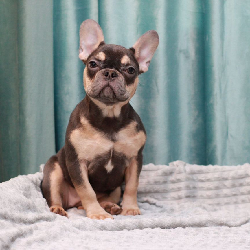 Девочка с ношением Изабелла