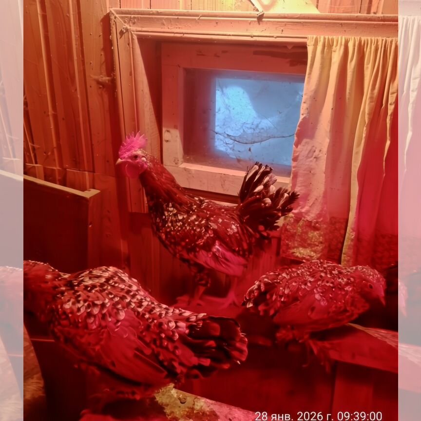 Молодой петушок