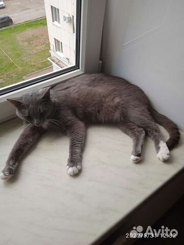 Кот двухцветный
