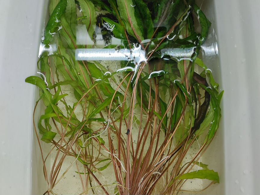 Аквариумная прополка