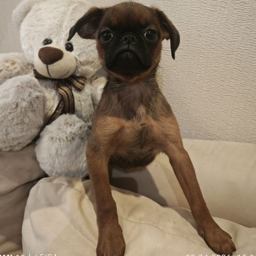 Пти-брабансон, щенок