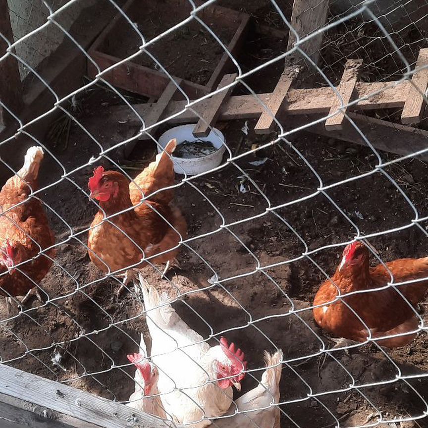 Куры несушки продам