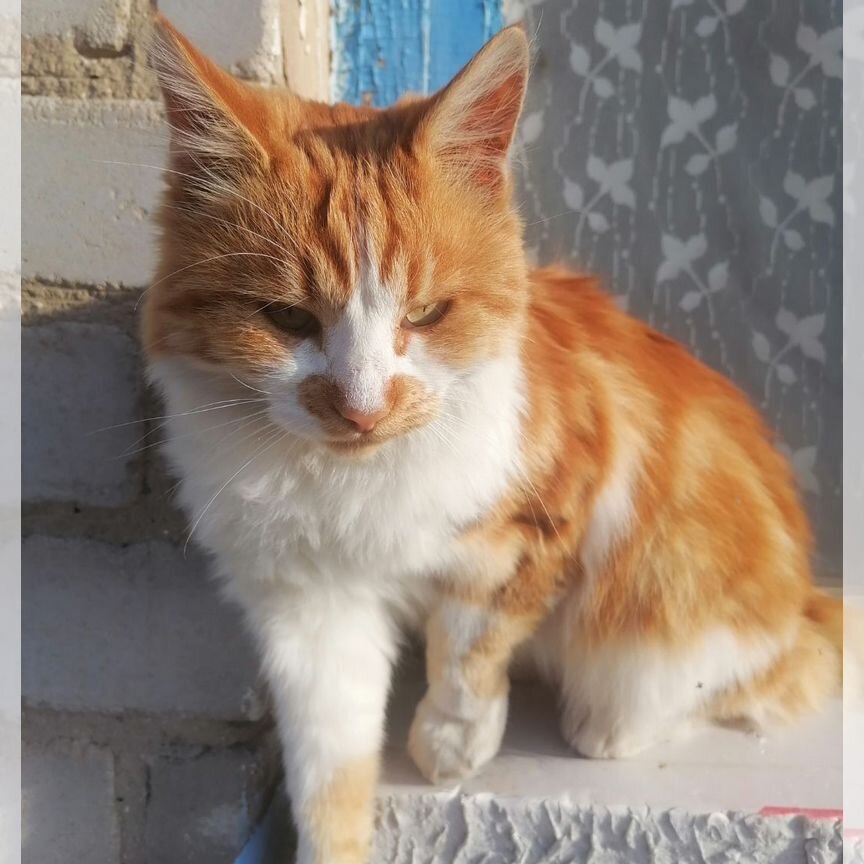 Отдам котика, 1год