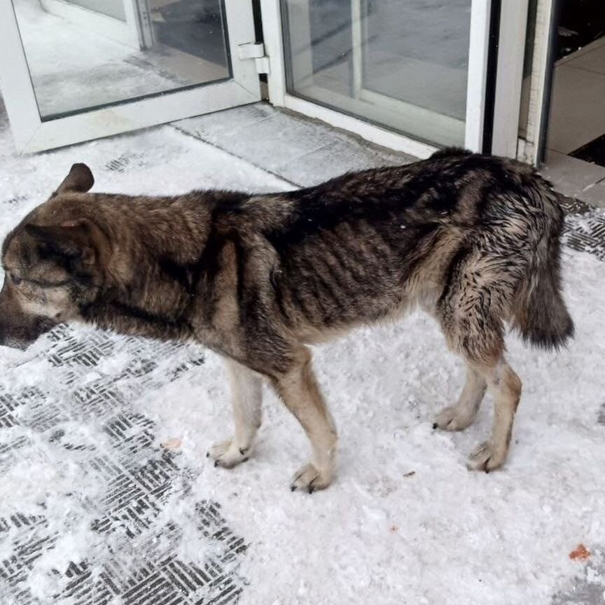 Взрослый пёс в добрые руки