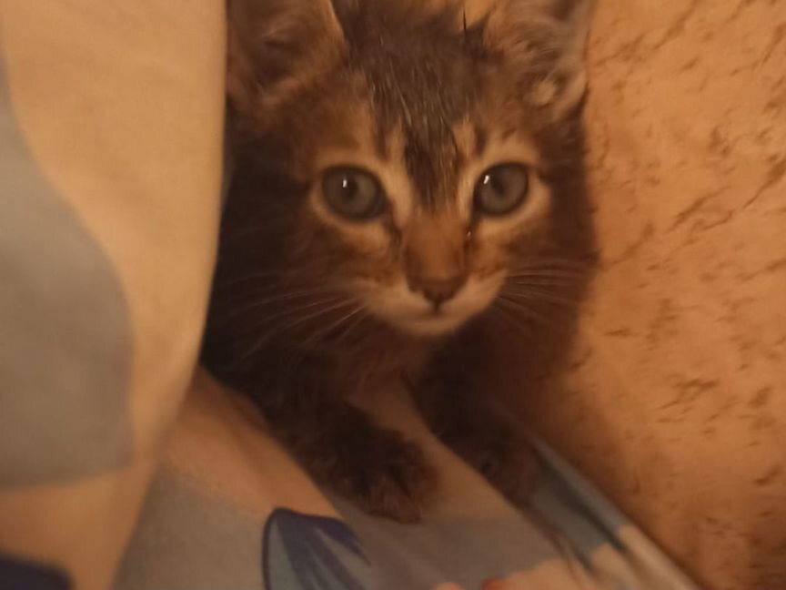 Отдам в добрые руки