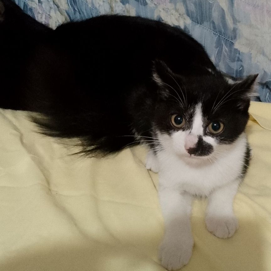 Котята ждут своих хозяев