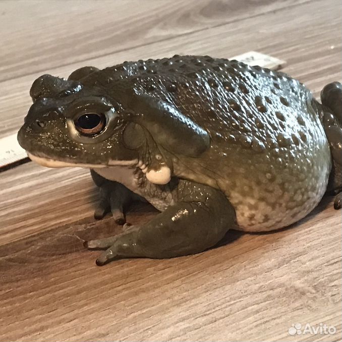 Колорадская жаба