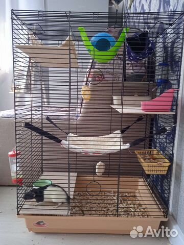 Крыса с клеткой