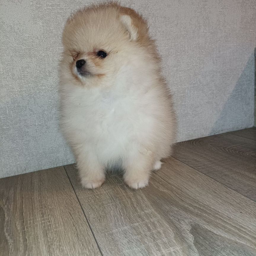 Померанский шпиц