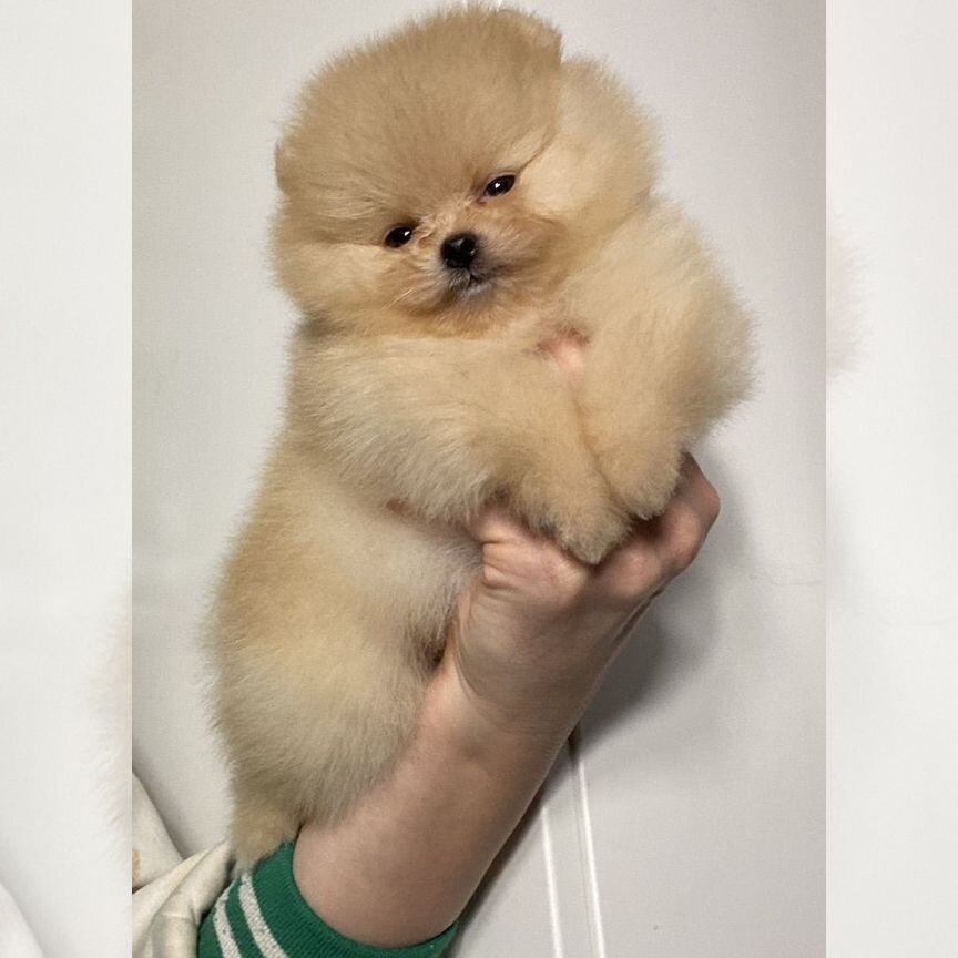 Померанский шпиц, щенок