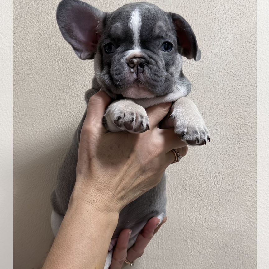 Французский бульдог, щенок