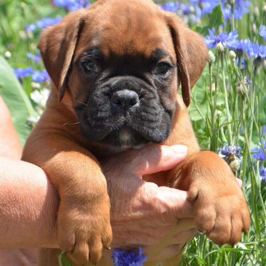 Боксера рыжие щенки