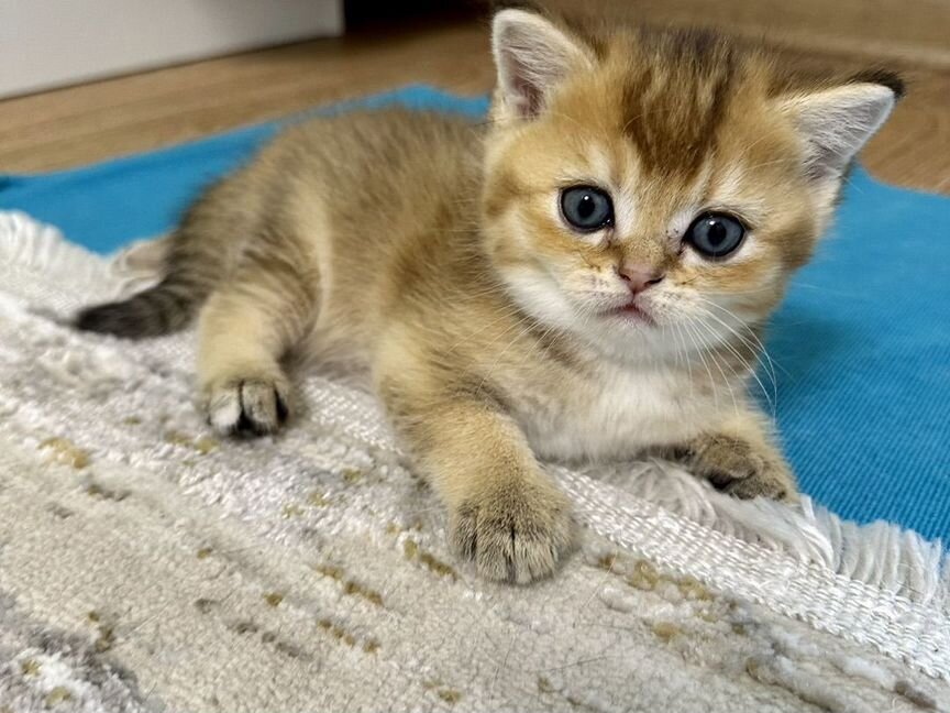 Шотландские котята золотые