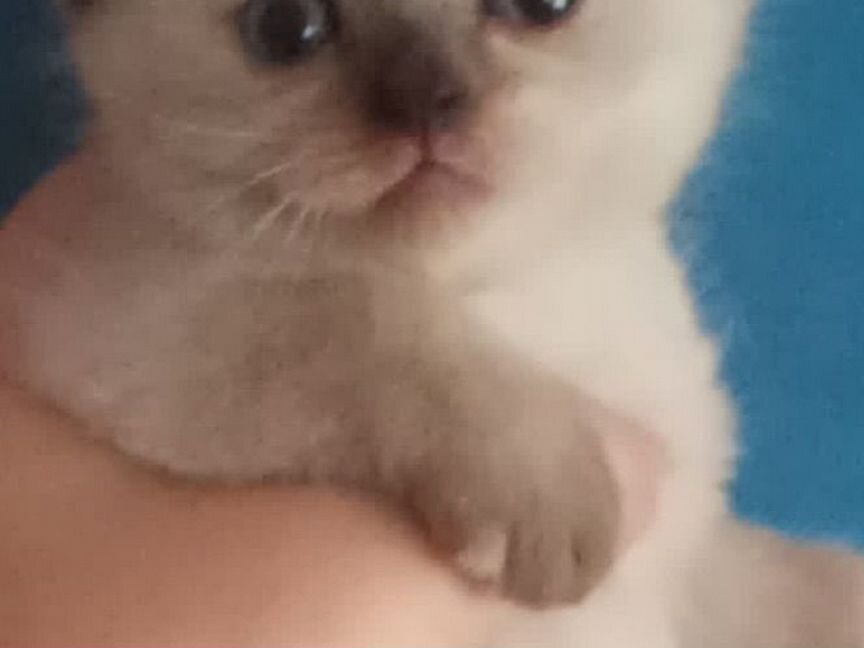 Шотландские котята