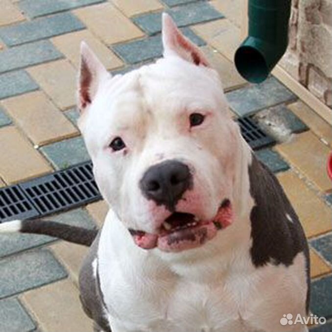 Стаффорд в совладение, кобель, 2 года