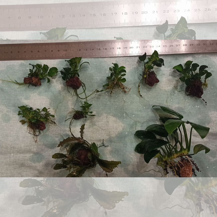 Анубиас, анубиас нана и буцифаландра