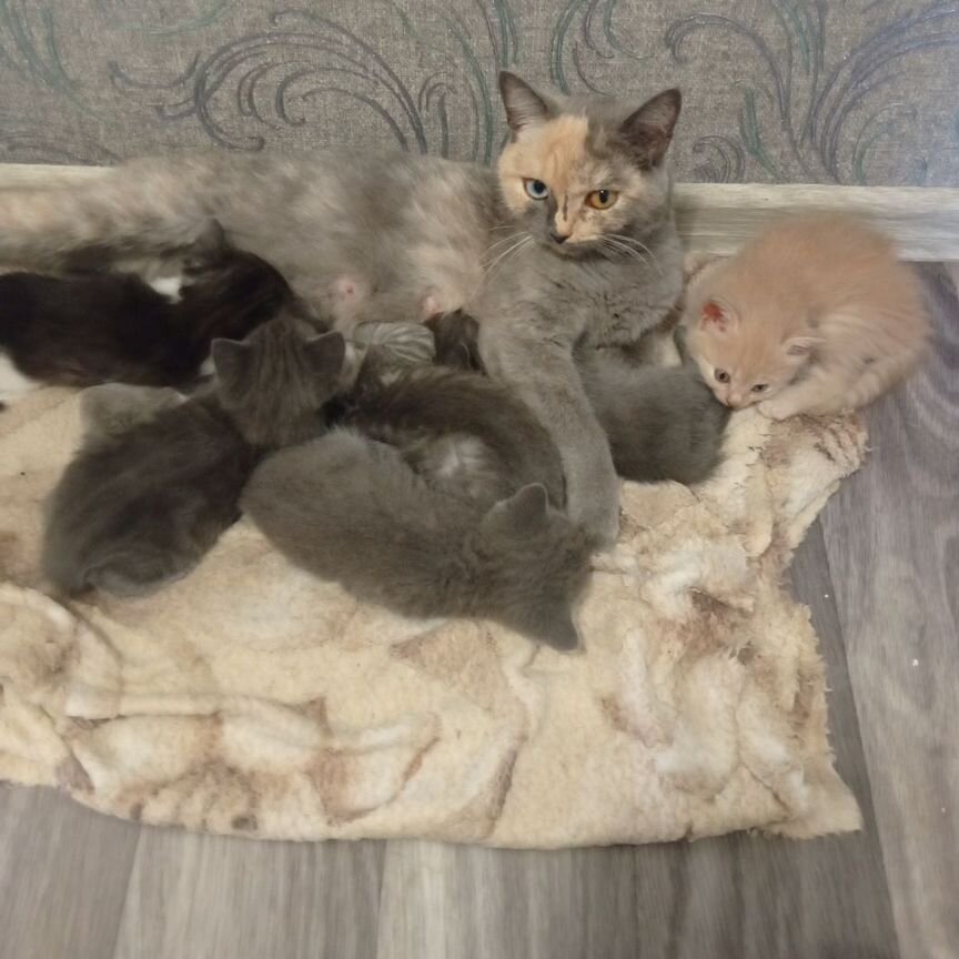 Британский короткошёрстный котёнок