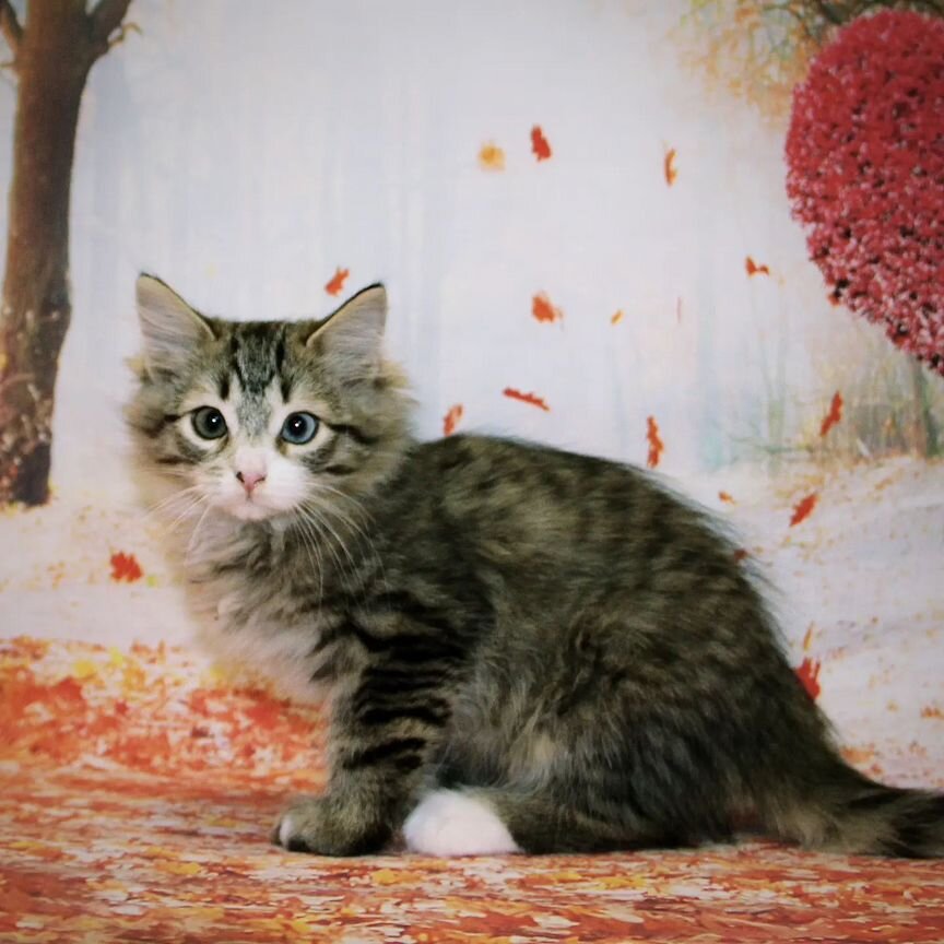 Сибирский котенок