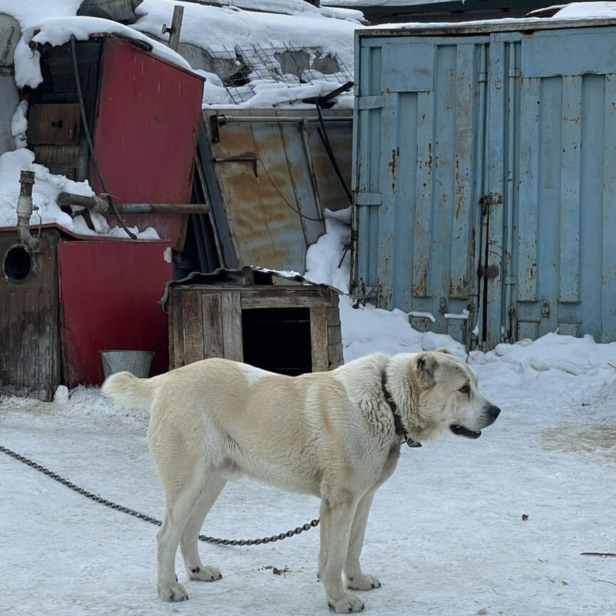 Среднеазиатская овчарка, взрослый пёс