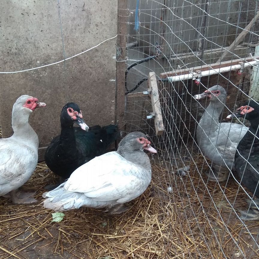 Индоселезни на племя