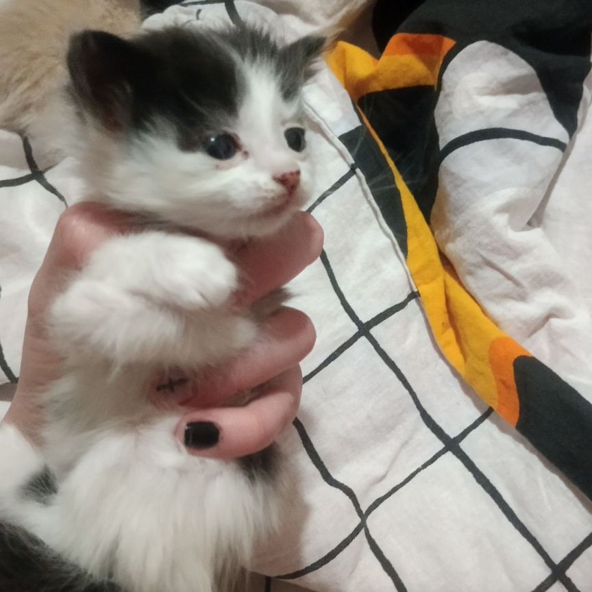 Котёнок в добрые руки