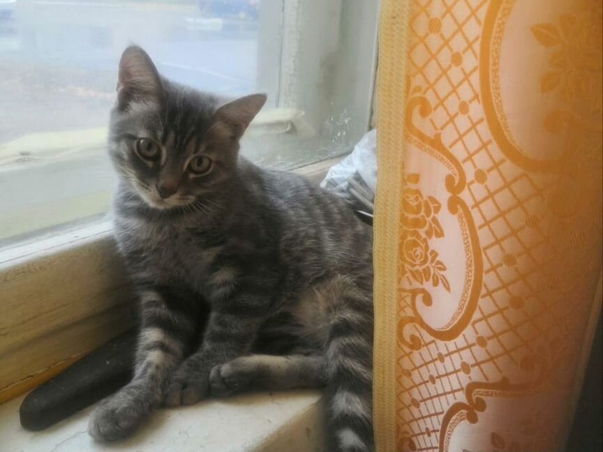 Кот мальчик ищет дом