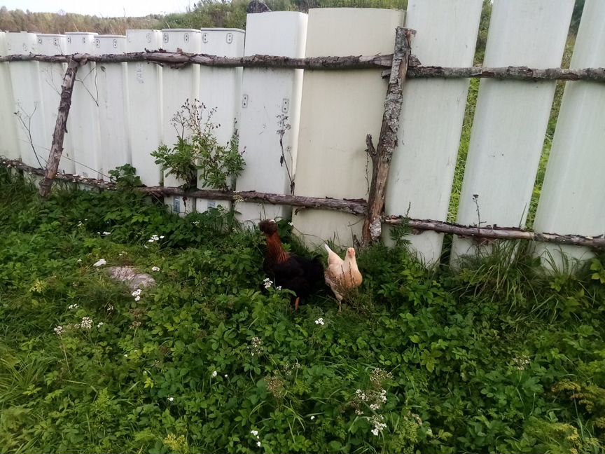Куры молодки несушки