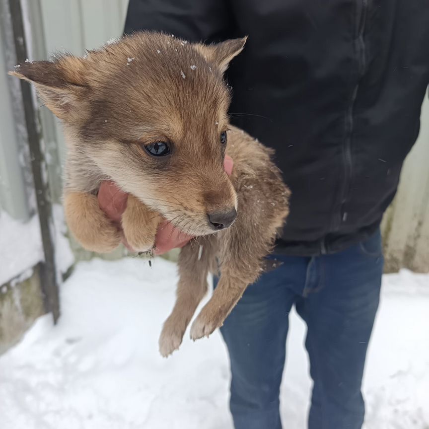 Щенки в добрые руки