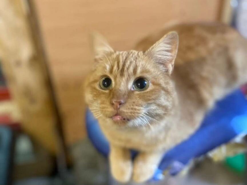 Кошки