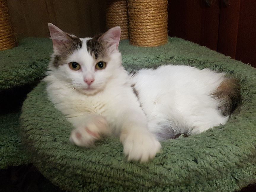 Кошечка Ангела 11мес стерилизованна,ласковая