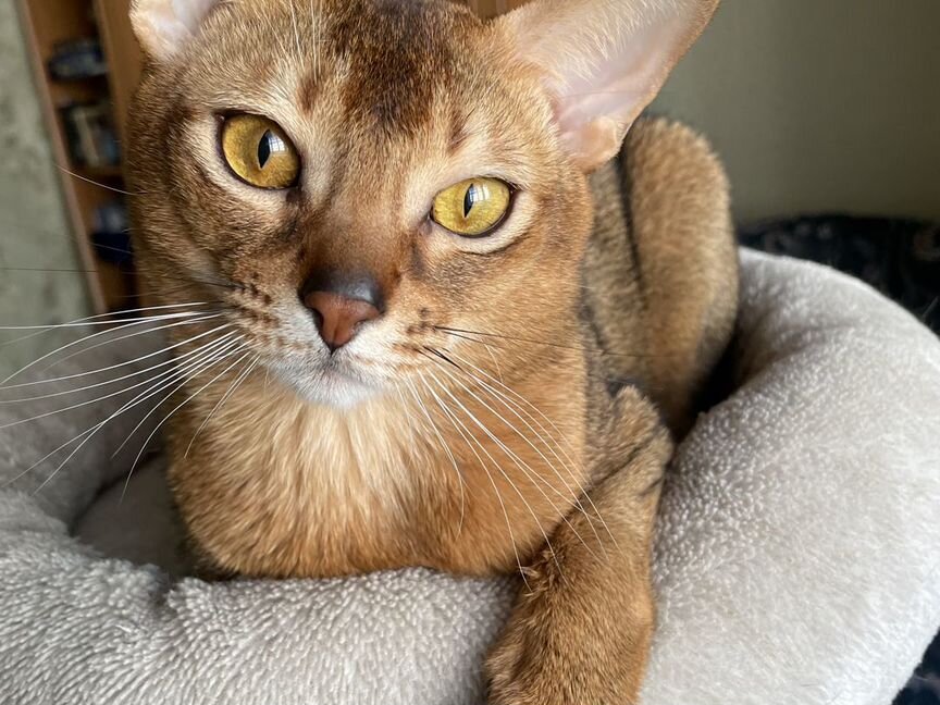Абиссинский кот вязка