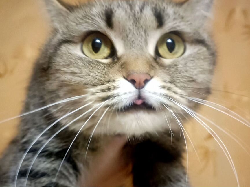 Тигрица Китти) В добрые руки