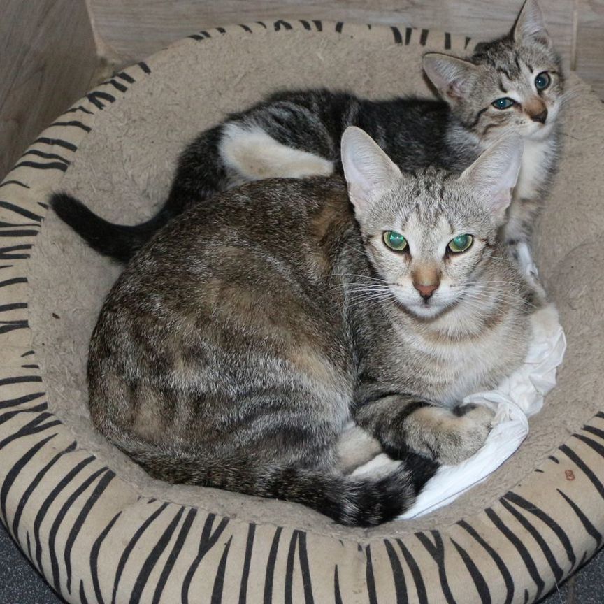 Котята в добрые руки бесплатно