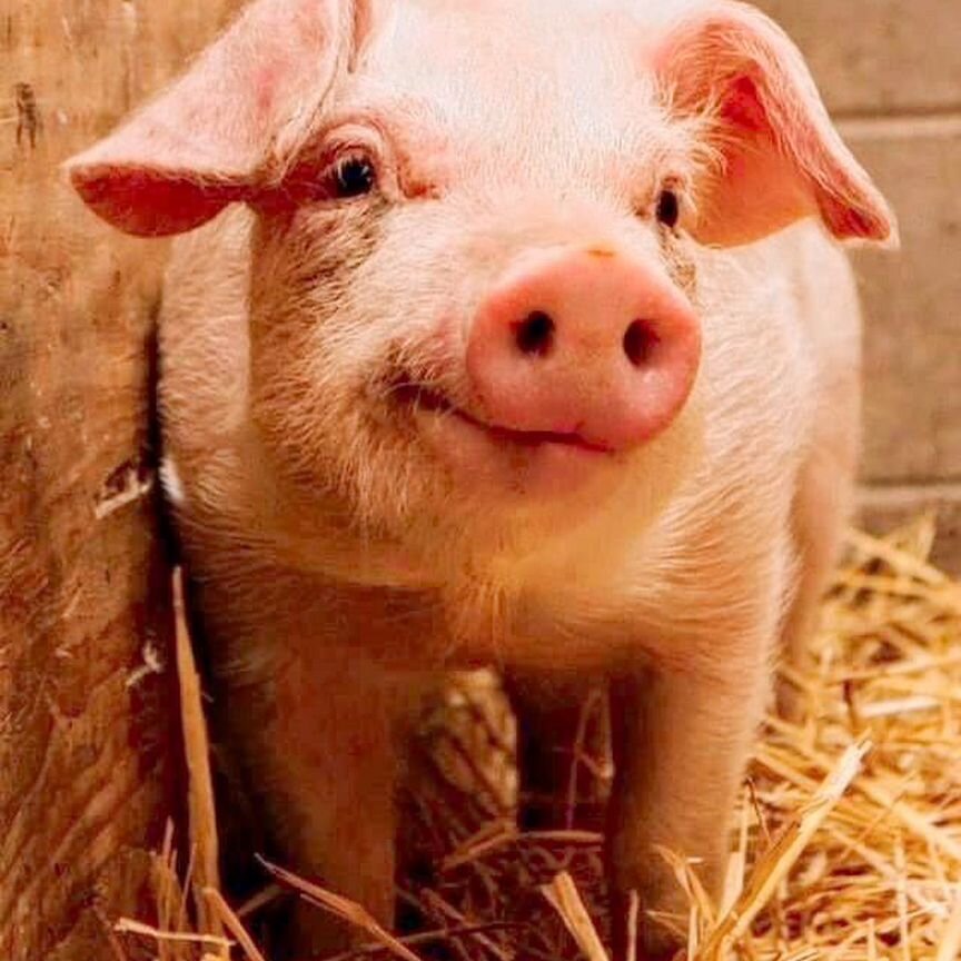 Продажа семя хряка