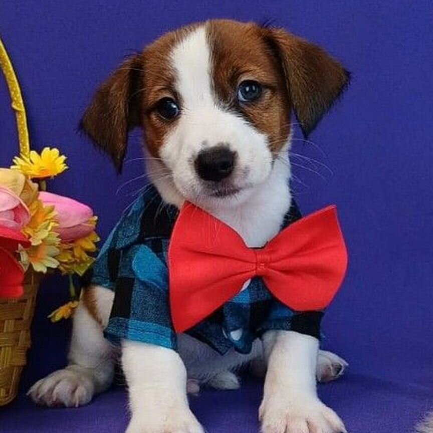 Джек-рассел-терьер, щенок