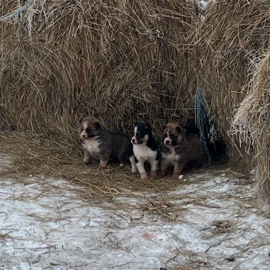 Щенки