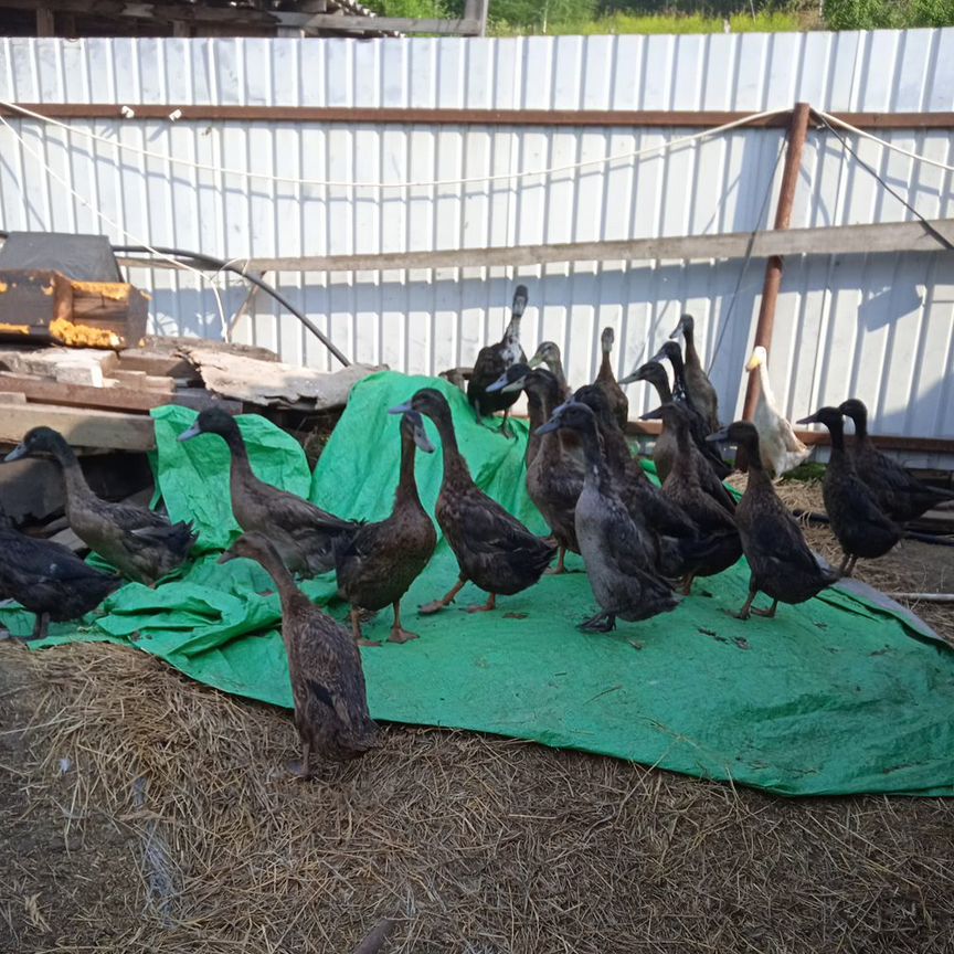 Селезни инд. бегунок и инд. бегунок+хаки кэмпбелл