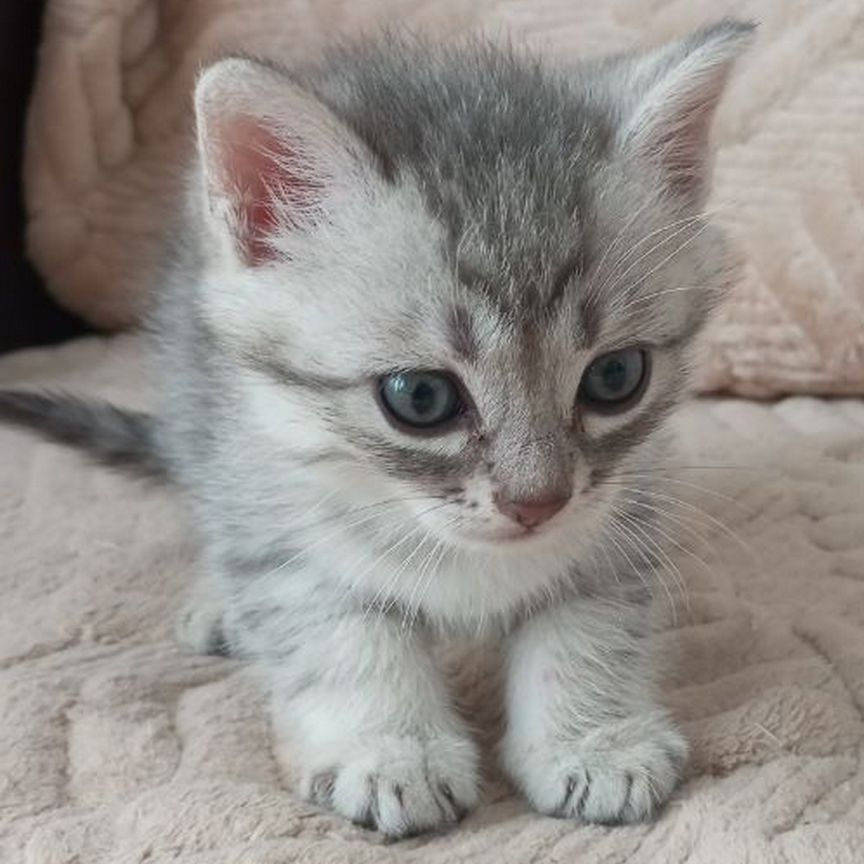 Отдам котят