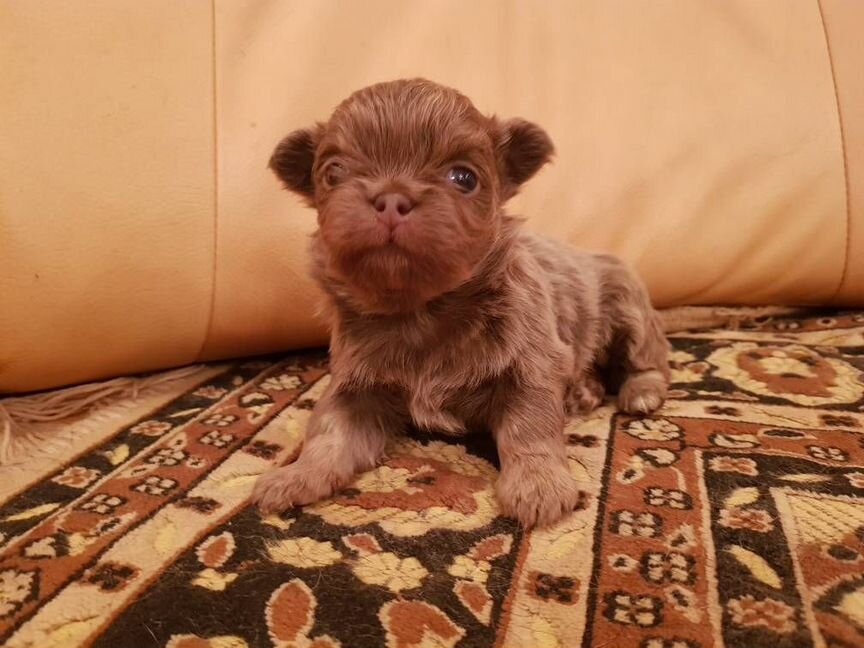 Щенки чихуахуа девочки длинношерстные