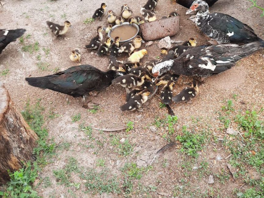 Индоутки индоутята