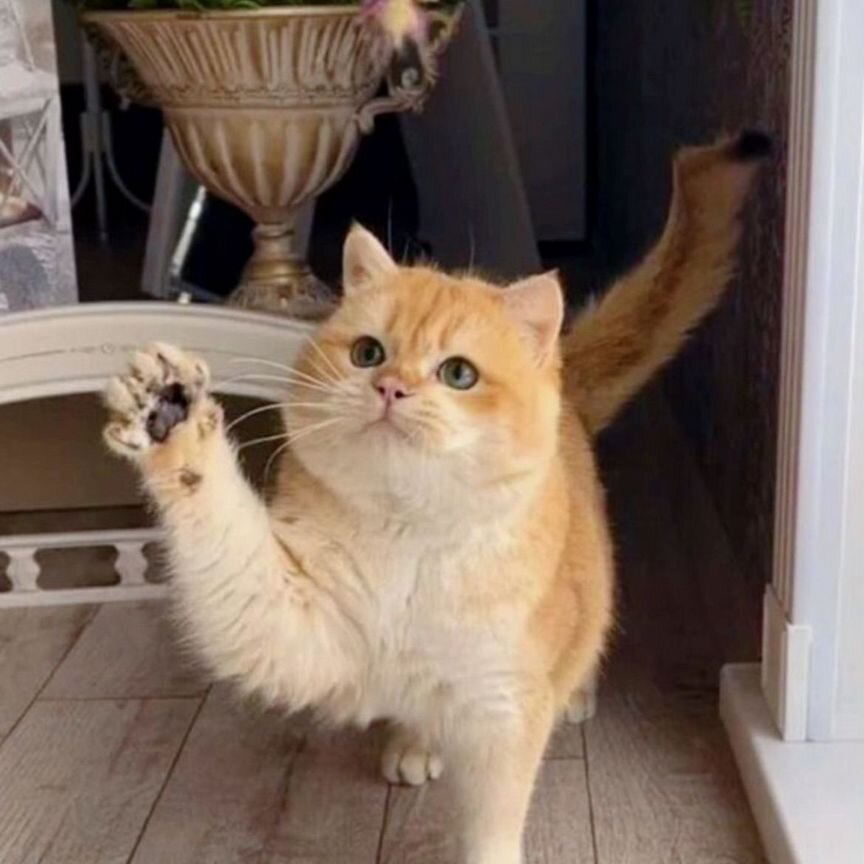 Кот