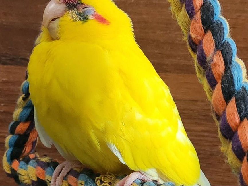 Попугай какарик ручной