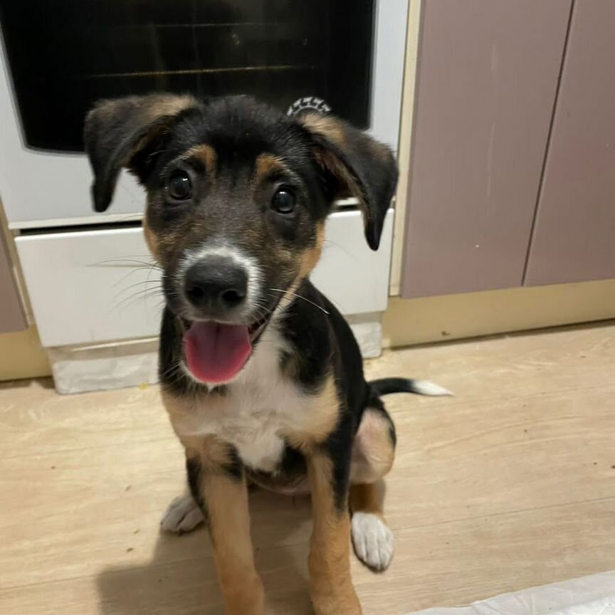 Отдам щенка в добрые руки